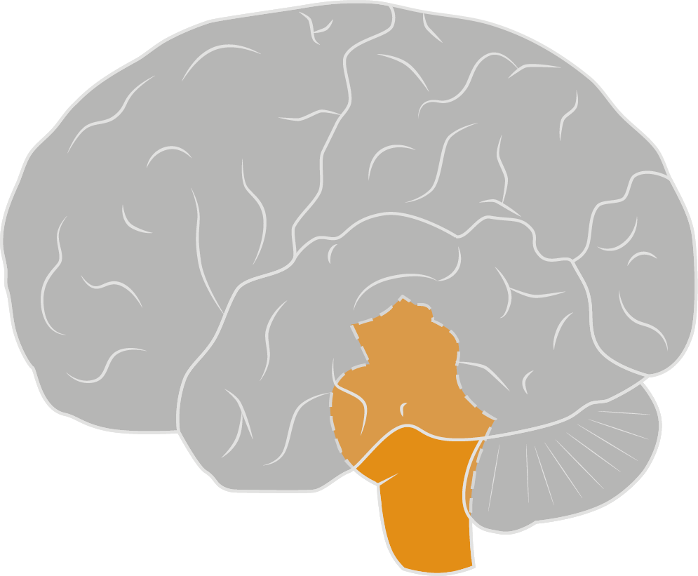 Anatomy of the brain and spine | Brain & Spine Foundation