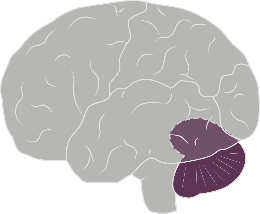 Anatomy of the brain and spine | Brain & Spine Foundation