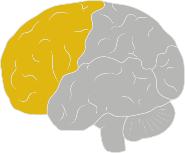 Anatomy of the brain and spine | Brain & Spine Foundation