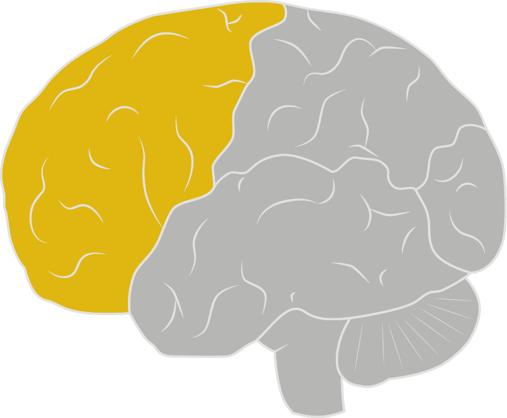 Anatomy of the brain and spine | Brain & Spine Foundation