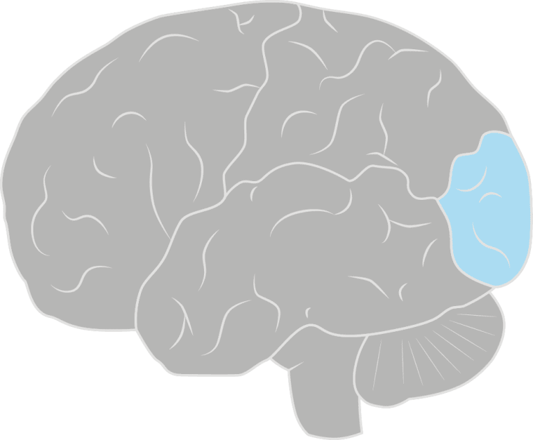 Anatomy of the brain and spine | Brain & Spine Foundation