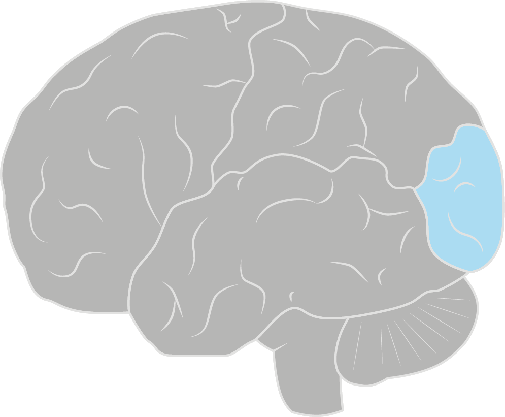 Anatomy of the brain and spine | Brain & Spine Foundation