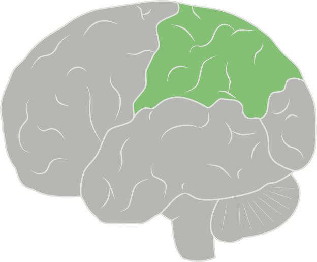 Anatomy of the brain and spine | Brain & Spine Foundation