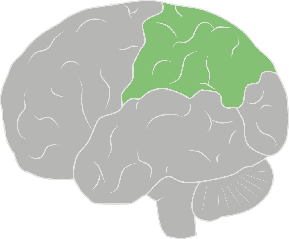 Anatomy of the brain and spine | Brain & Spine Foundation
