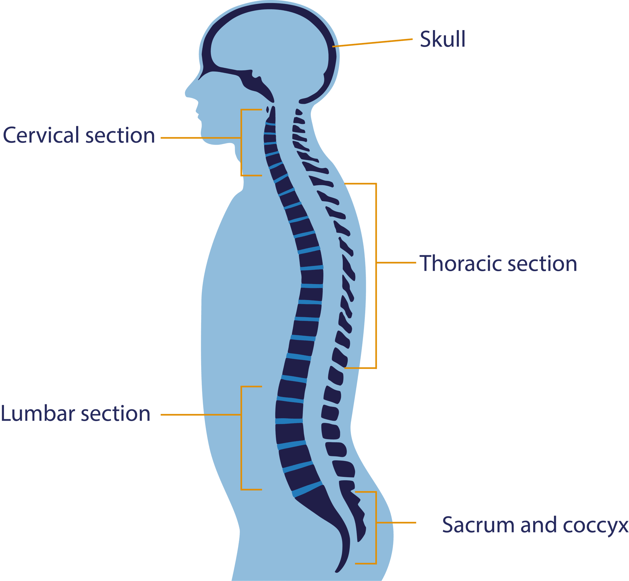 Anatomy of the brain and spine | Brain & Spine Foundation
