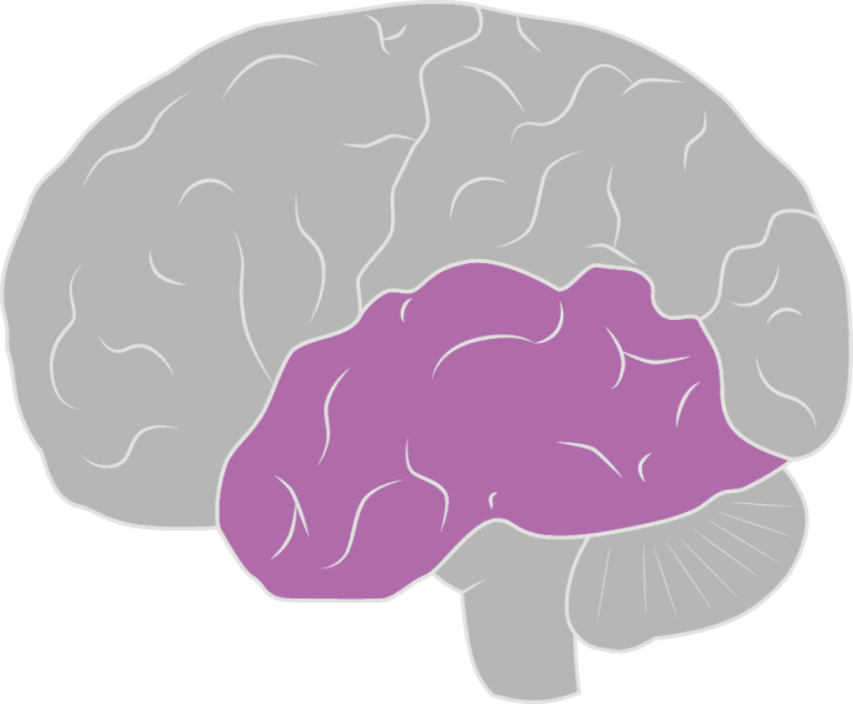 Anatomy of the brain and spine | Brain & Spine Foundation