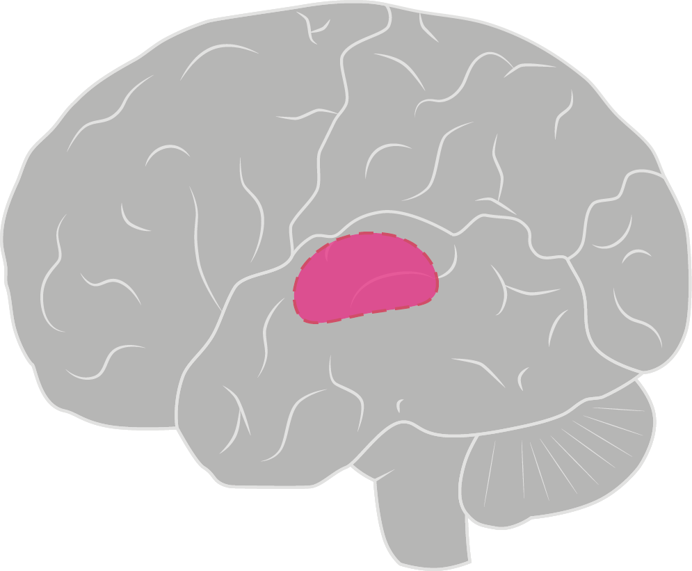 Anatomy of the brain and spine | Brain & Spine Foundation