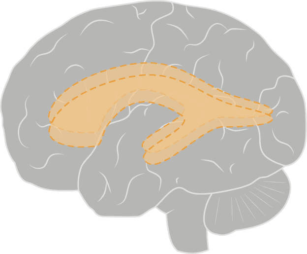Anatomy of the brain and spine | Brain & Spine Foundation
