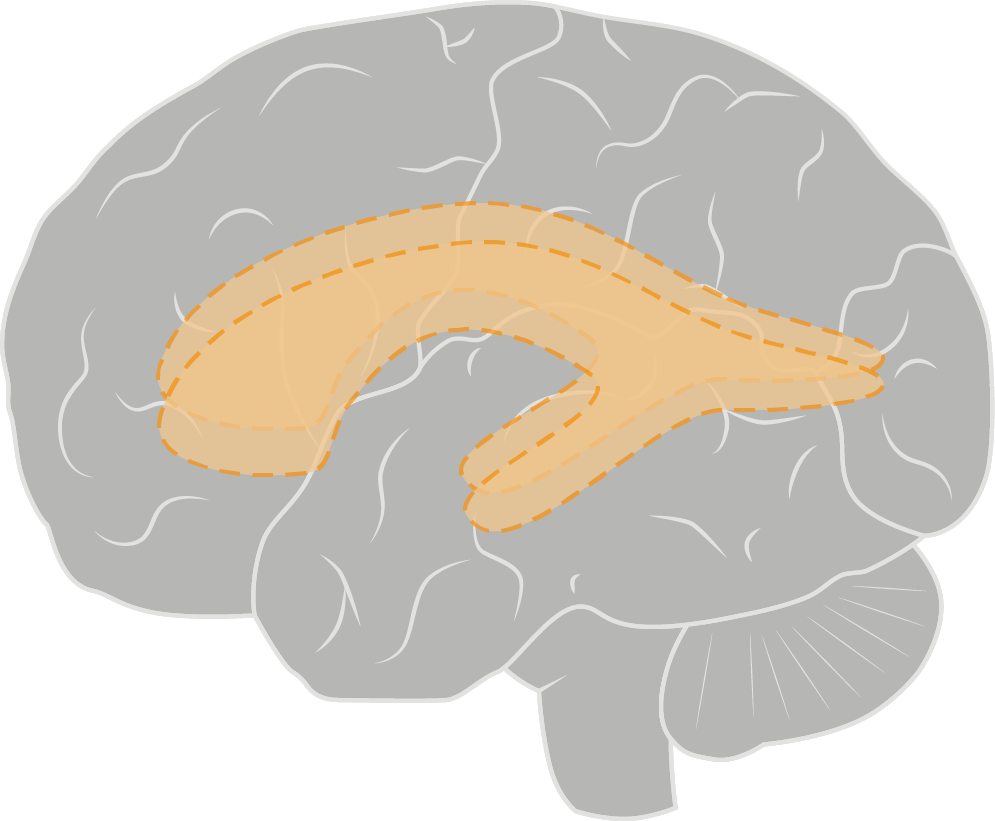 Anatomy of the brain and spine | Brain & Spine Foundation